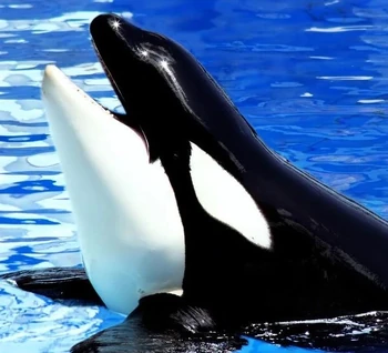 Taku | Killer Whale Wiki | Fandom