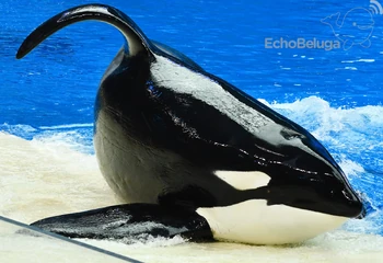 Nakhod | Killer Whale Wiki | Fandom