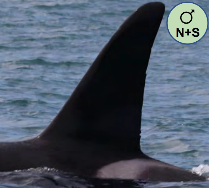 NZ141 Rinky Dinky | Killer Whale Wiki | Fandom