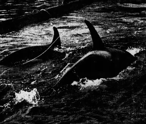 Photos of Shamu | Killer Whale Wiki | Fandom