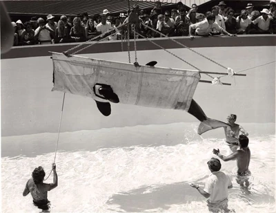 Photos of Ramu IV | Killer Whale Wiki | Fandom