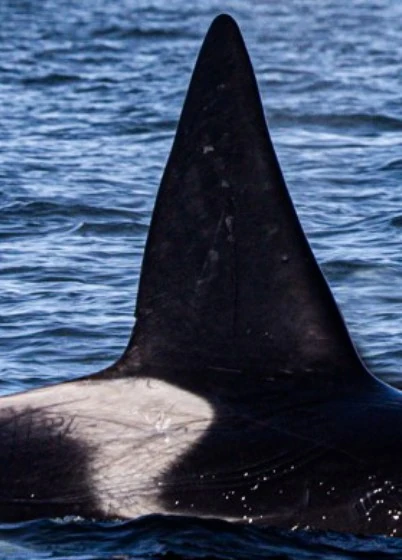 CA50B Jimmy | Killer Whale Wiki | Fandom
