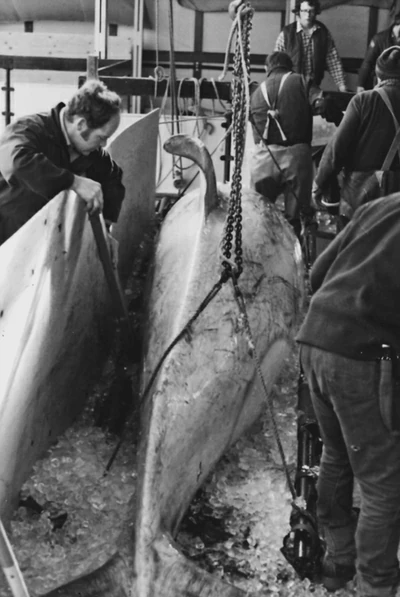 Photos of Chimo | Killer Whale Wiki | Fandom