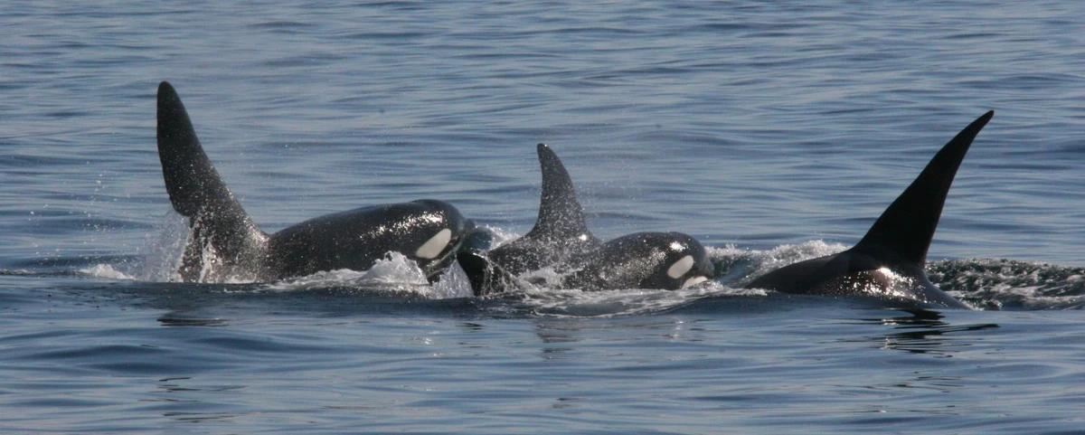 West Coast Community Killer Whales | Killer Whale Wiki | Fandom