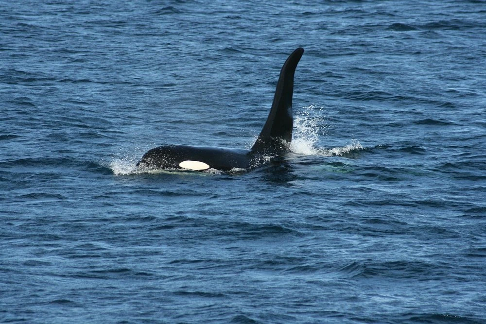 A38 Blackney | Killer Whale Wiki | Fandom