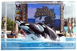 Shamu | Killer Whale Wiki | Fandom