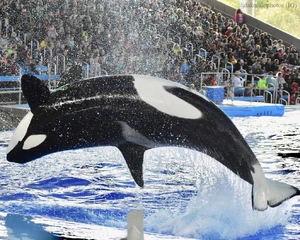 Photos of Takara | Killer Whale Wiki | Fandom