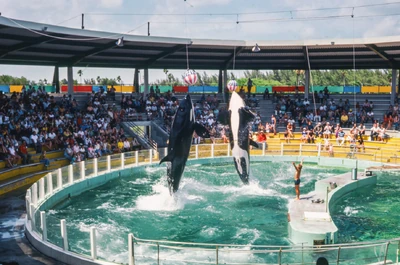 Photos of Hugo | Killer Whale Wiki | Fandom