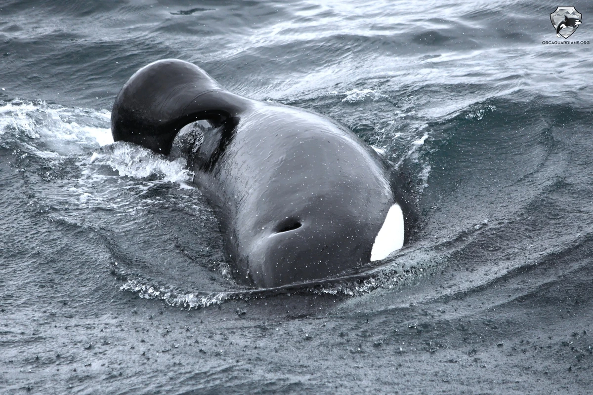 SN090 Floppy | Killer Whale Wiki | Fandom