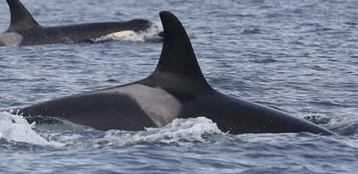 Photos of J22 Oreo | Killer Whale Wiki | Fandom