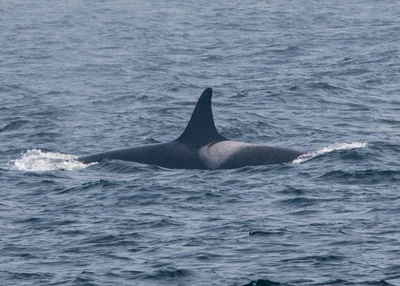 Photos of K16 Opus | Killer Whale Wiki | Fandom