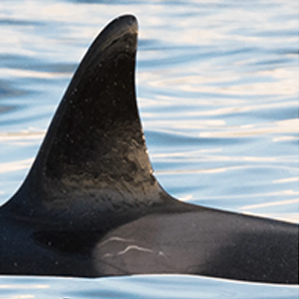 NKW-1178 | Killer Whale Wiki | Fandom