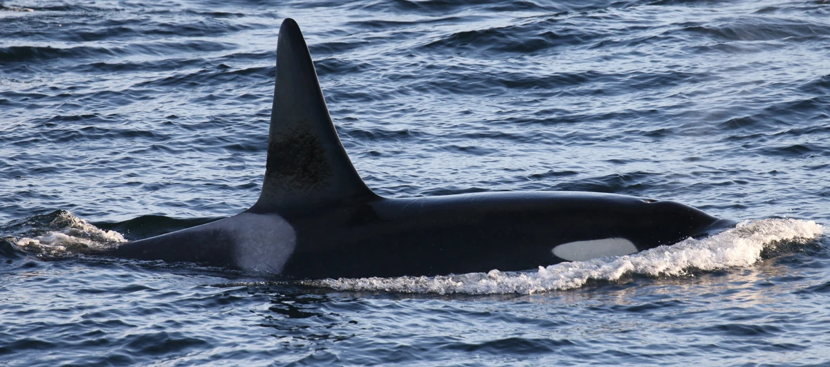 J39 Mako | Killer Whale Wiki | Fandom