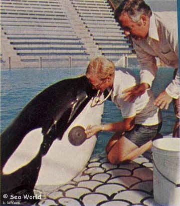 Photos of Kilroy | Killer Whale Wiki | Fandom