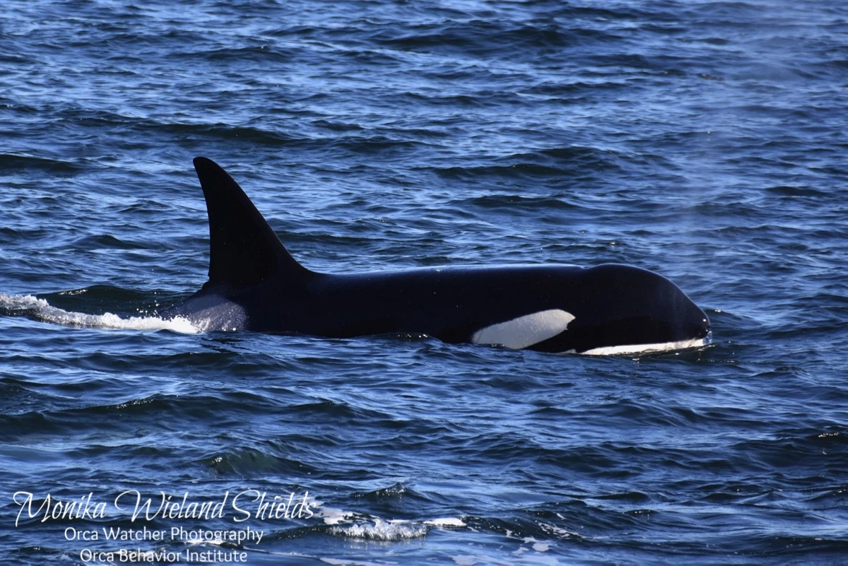 T002C Tasu | Killer Whale Wiki | Fandom