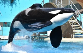 Makaio | Killer Whale Wiki | Fandom