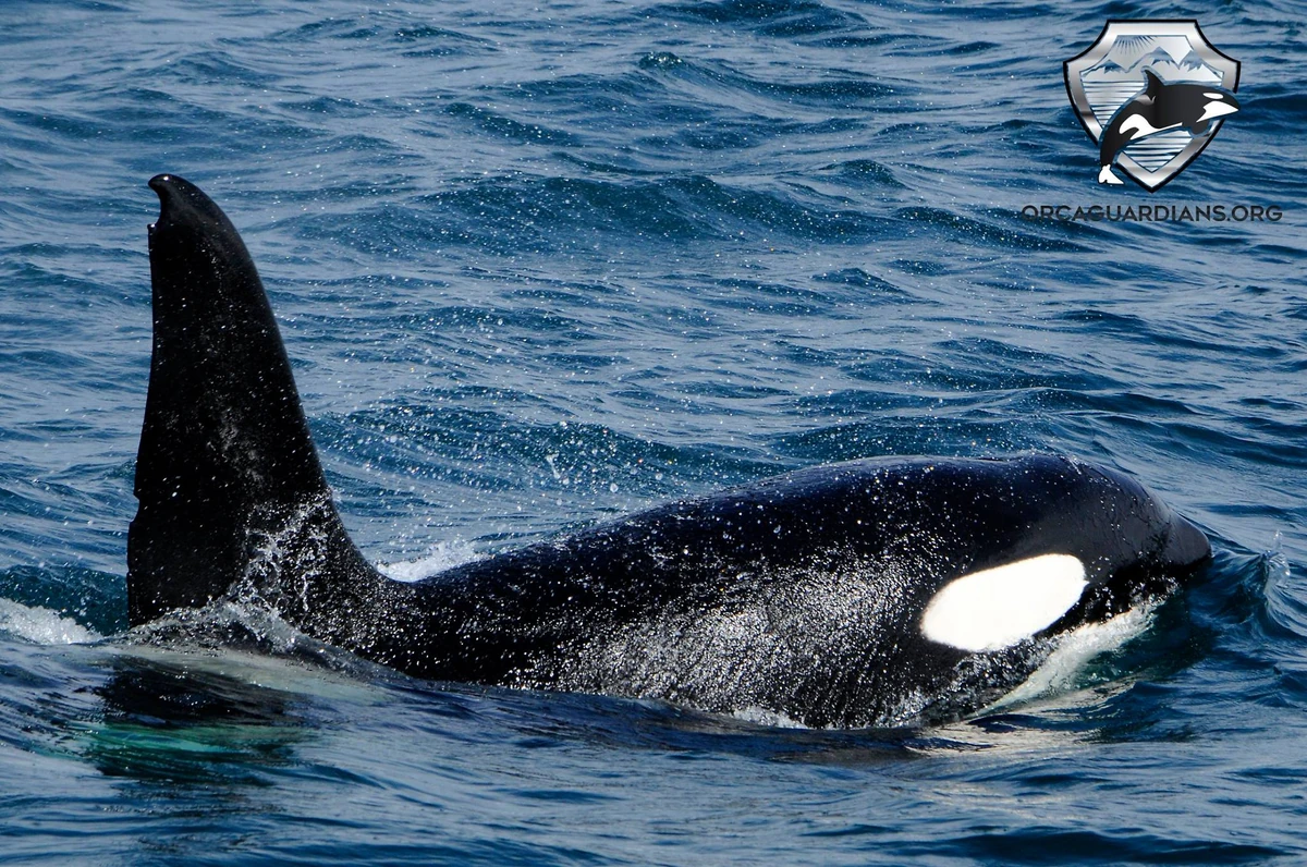 IS178-SN0021 Captain Hook | Killer Whale Wiki | Fandom