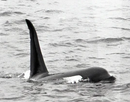 K1 Taku | Killer Whale Wiki | Fandom