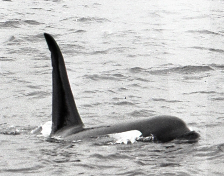 K1 Taku | Killer Whale Wiki | Fandom