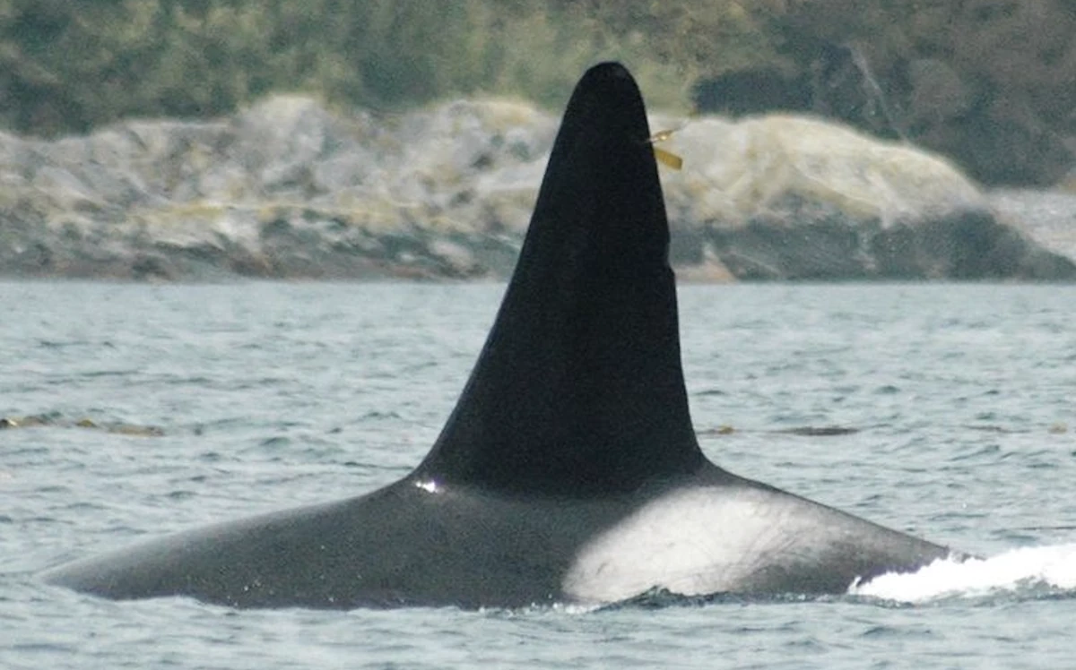 T044 Ben | Killer Whale Wiki | Fandom