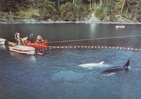 Chimo | Killer Whale Wiki | Fandom