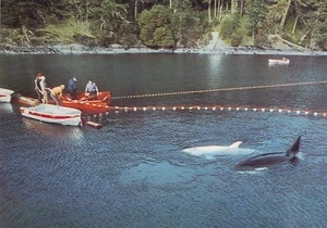 Photos of Chimo | Killer Whale Wiki | Fandom