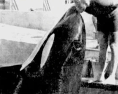 Photos of Hugo | Killer Whale Wiki | Fandom