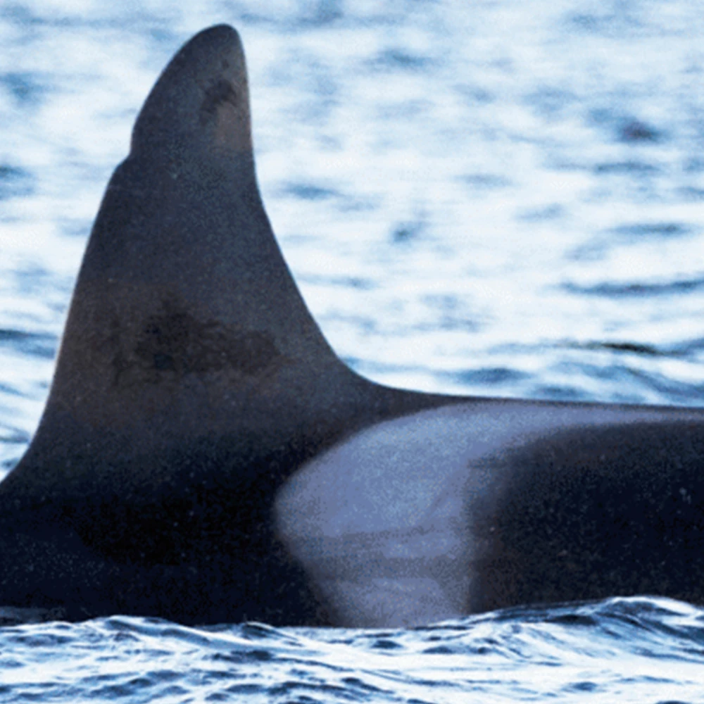 NKW-0753 | Killer Whale Wiki | Fandom