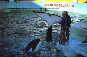 Photos of Hugo | Killer Whale Wiki | Fandom