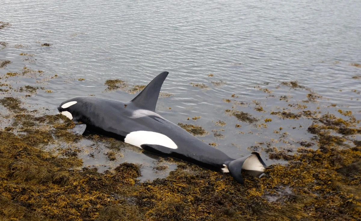 KWW-IS-202501 | Killer Whale Wiki | Fandom