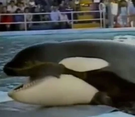 Nandu | Killer Whale Wiki | Fandom