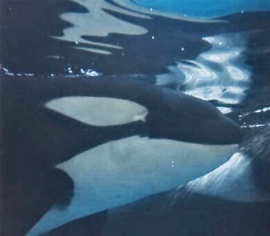 Nyar | Killer Whale Wiki | Fandom