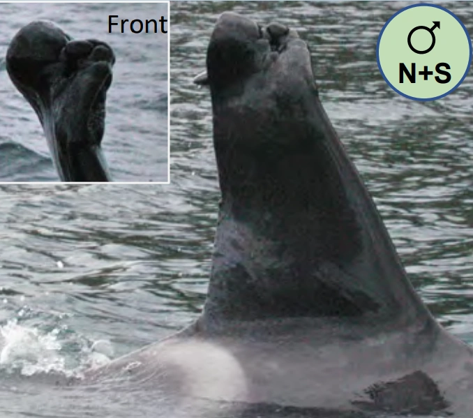 NZ130 Bullet | Killer Whale Wiki | Fandom