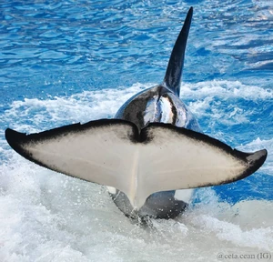 Photos of Orkid | Killer Whale Wiki | Fandom