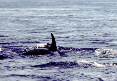 Photos of J26 Mike | Killer Whale Wiki | Fandom