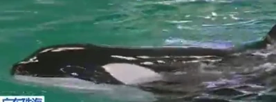 Photos of Nukka | Killer Whale Wiki | Fandom