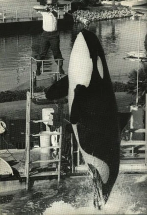 Photos of Shamu | Killer Whale Wiki | Fandom