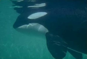 Photos of Shamu | Killer Whale Wiki | Fandom