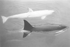 Photos of Chimo | Killer Whale Wiki | Fandom