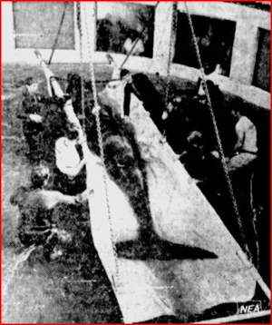 Photos of Hugo | Killer Whale Wiki | Fandom