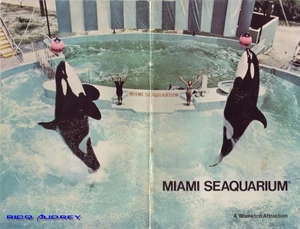 Photos of Hugo | Killer Whale Wiki | Fandom