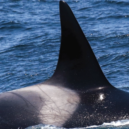 CA27D | Killer Whale Wiki | Fandom