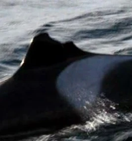 ANT-A-15 Eclipse | Killer Whale Wiki | Fandom