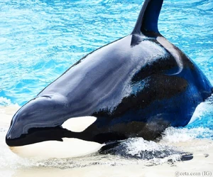 Photos of Orkid | Killer Whale Wiki | Fandom