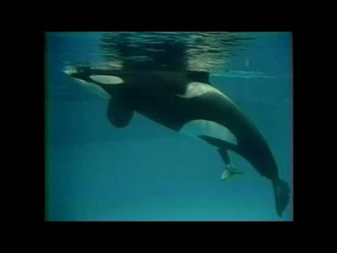 Videos of Taima | Killer Whale Wiki | Fandom