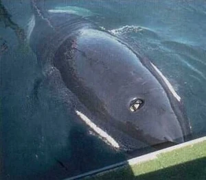 Photos of Haida | Killer Whale Wiki | Fandom