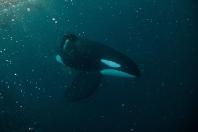 Photos of NKW-0063 Flappy | Killer Whale Wiki | Fandom