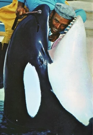 Photos of Shamu | Killer Whale Wiki | Fandom