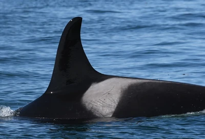 Photos of J22 Oreo | Killer Whale Wiki | Fandom
