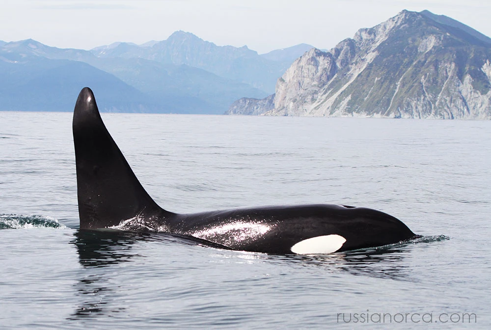 Russian Transient Killer Whales | Killer Whale Wiki | Fandom